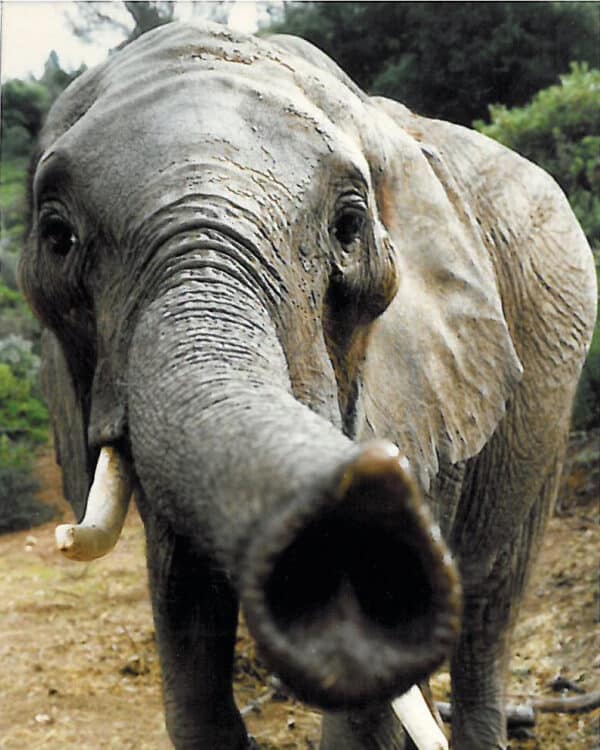 An Elephant You Never Forget - Enjoy Magazine