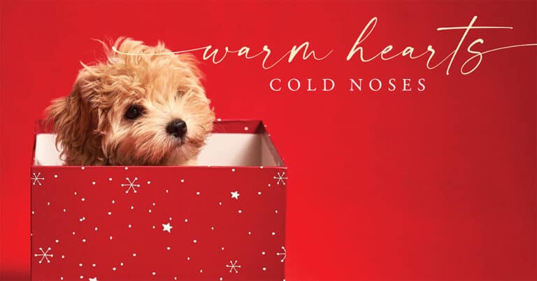 Warm Hearts, Cold Noses - Enjoy Magazine